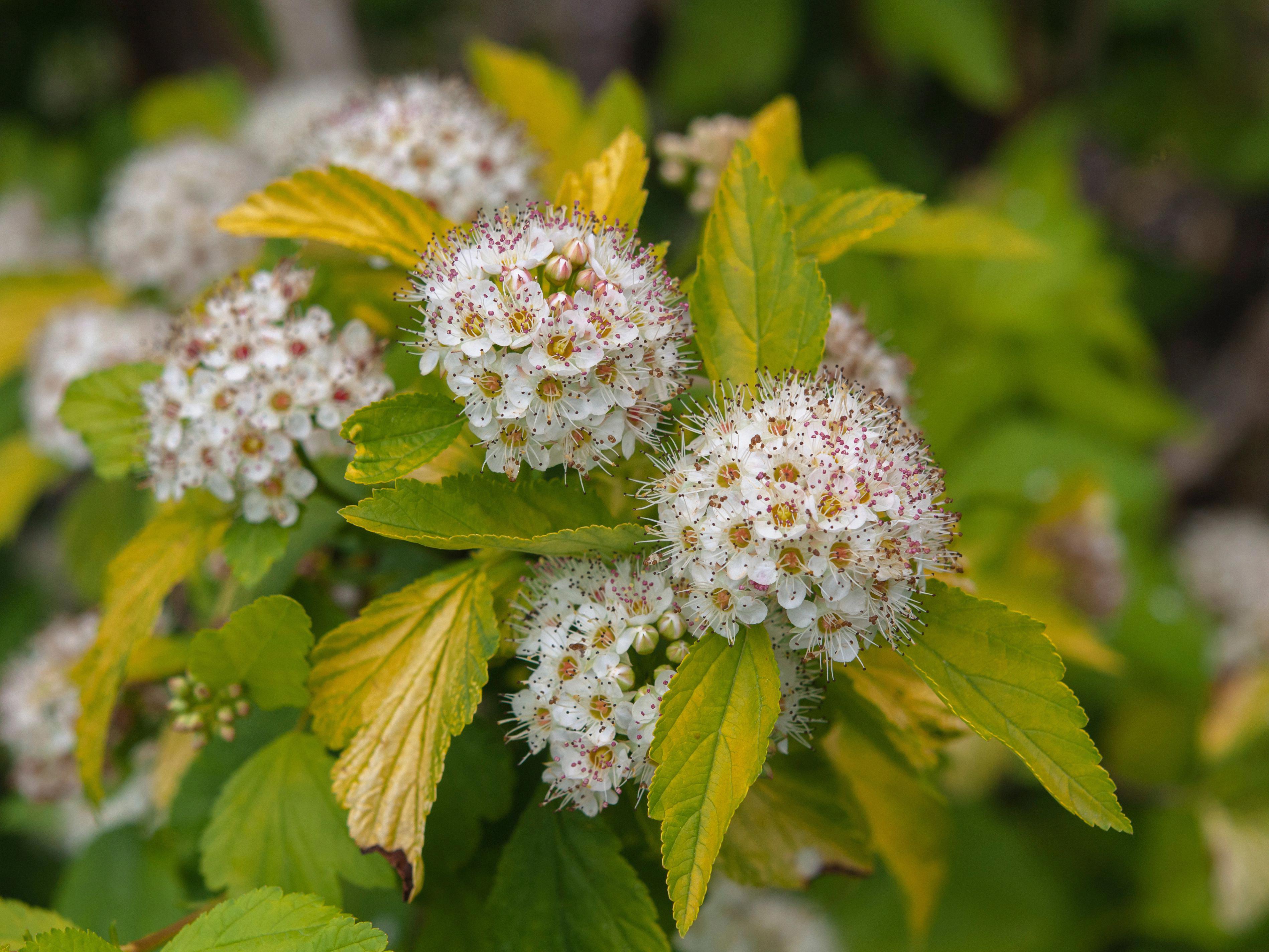 38 Ninebark Gardening Questions Solved - Green Packs