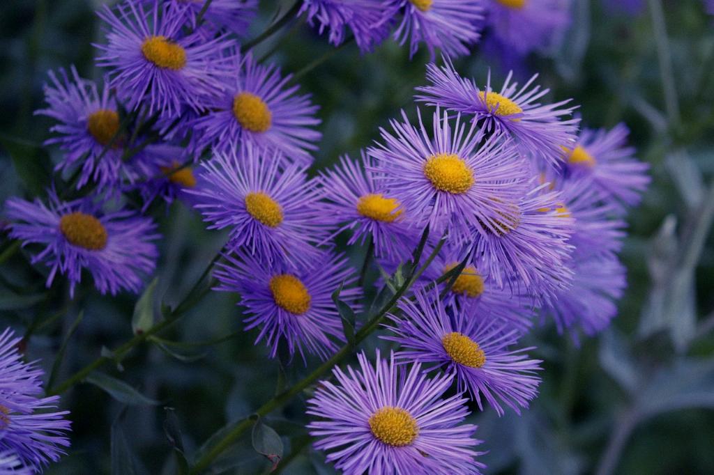 What Is The Definition Of A Community Garden? - Green Packs